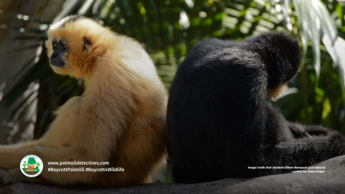 Red-cheeked Gibbon Nomascus gabriellae – Palm Oil Detectives