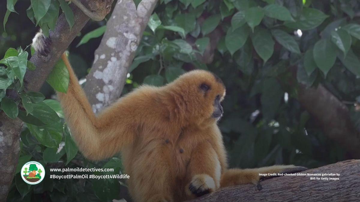 Red-cheeked Gibbon Nomascus gabriellae – Palm Oil Detectives