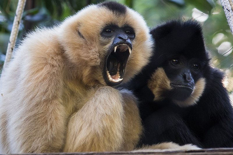 Monkey minds: what we can learn from primate personality – Palm Oil ...