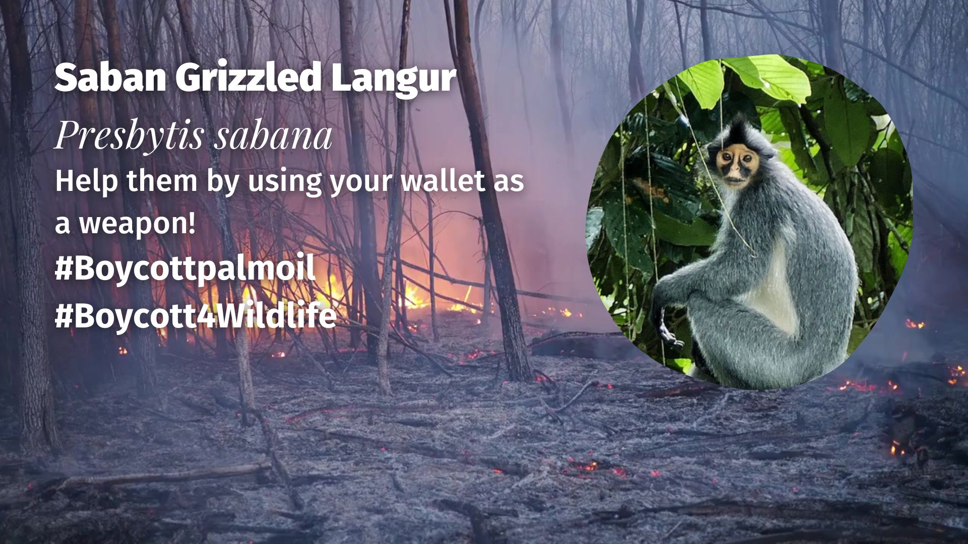 Sabah Grizzled Langur Presbytis sabana – Palm Oil Detectives