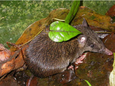 David’s Echymipera Echymipera davidi – Palm Oil Detectives