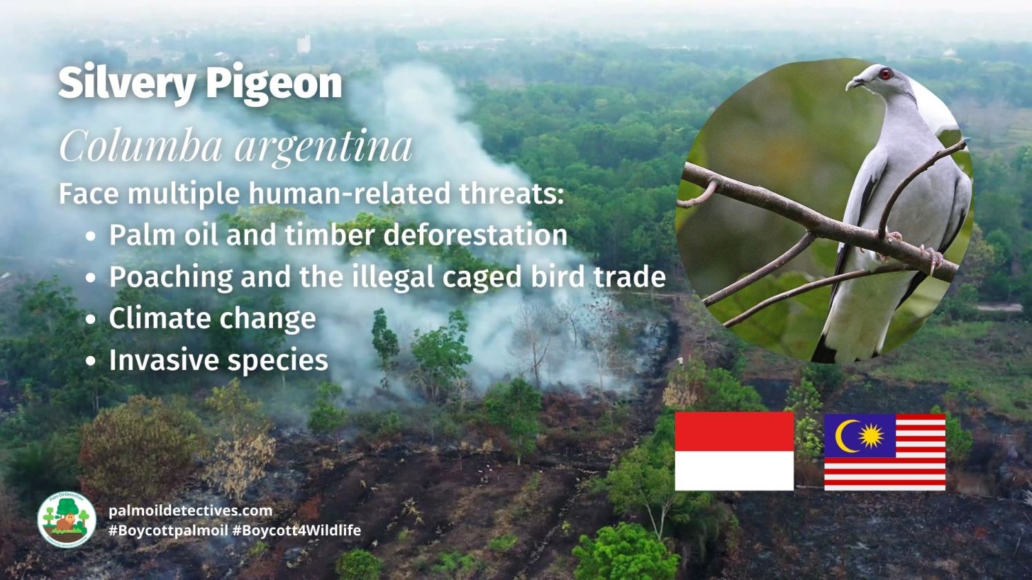 Silvery Pigeon Columba argentina – Palm Oil Detectives