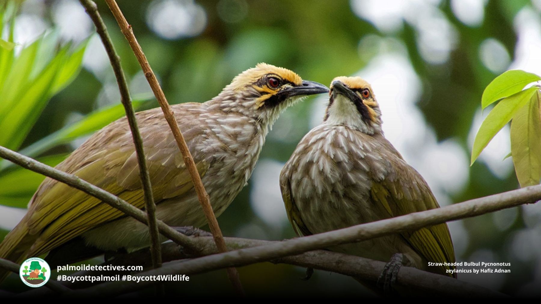 Straw-headed Bulbul Pycnonotus zeylanicus – Palm Oil Detectives