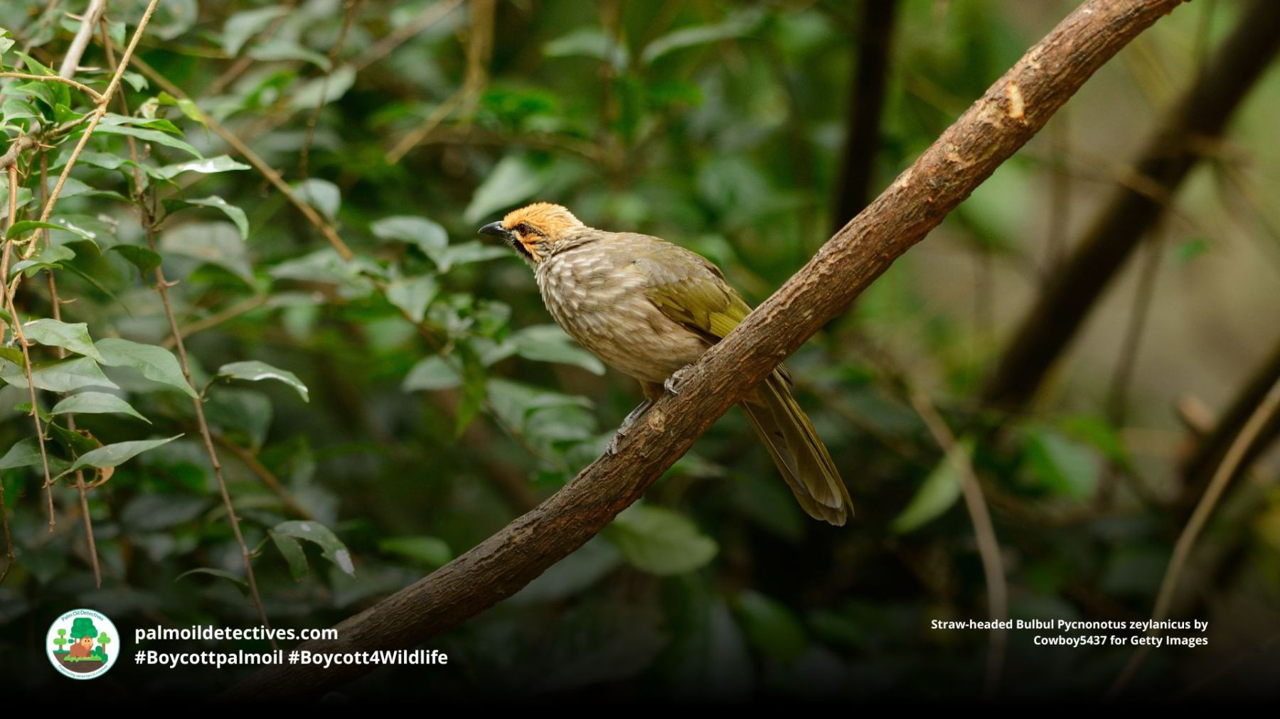 Straw-headed Bulbul Pycnonotus zeylanicus – Palm Oil Detectives