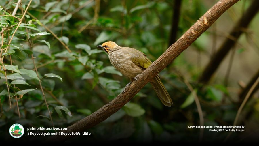 Straw-headed Bulbul Pycnonotus zeylanicus - Palm Oil Detectives