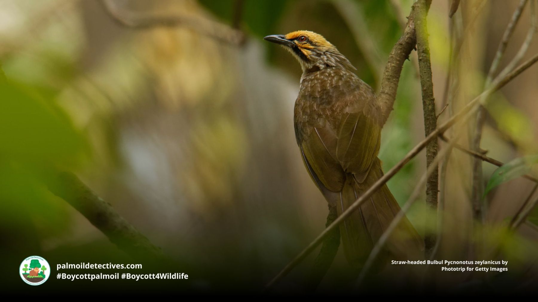 Straw-headed Bulbul Pycnonotus zeylanicus - Palm Oil Detectives