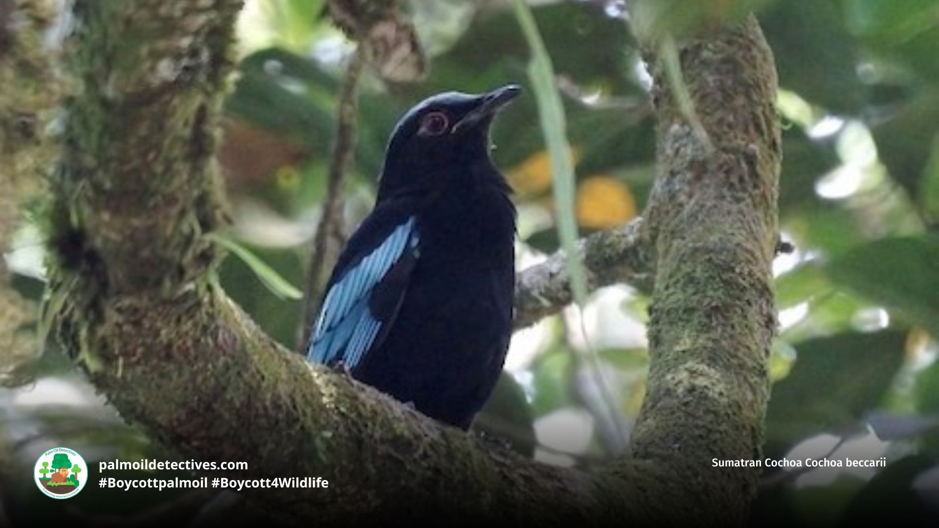 Sumatran Cochoa Cochoa beccarii – Palm Oil Detectives
