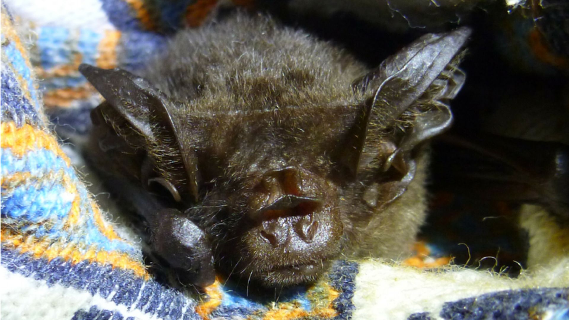 Thomas’s Big-eared Bat Pharotis imogene – Palm Oil Detectives