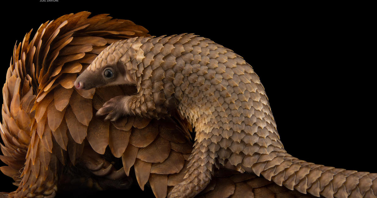 White-bellied Pangolin Phataginus tricuspis – Palm Oil Detectives