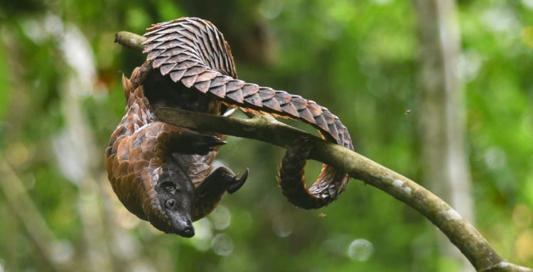 White-bellied Pangolin Phataginus tricuspis – Palm Oil Detectives