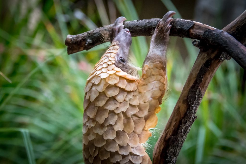 White-bellied Pangolin Phataginus tricuspis – Palm Oil Detectives