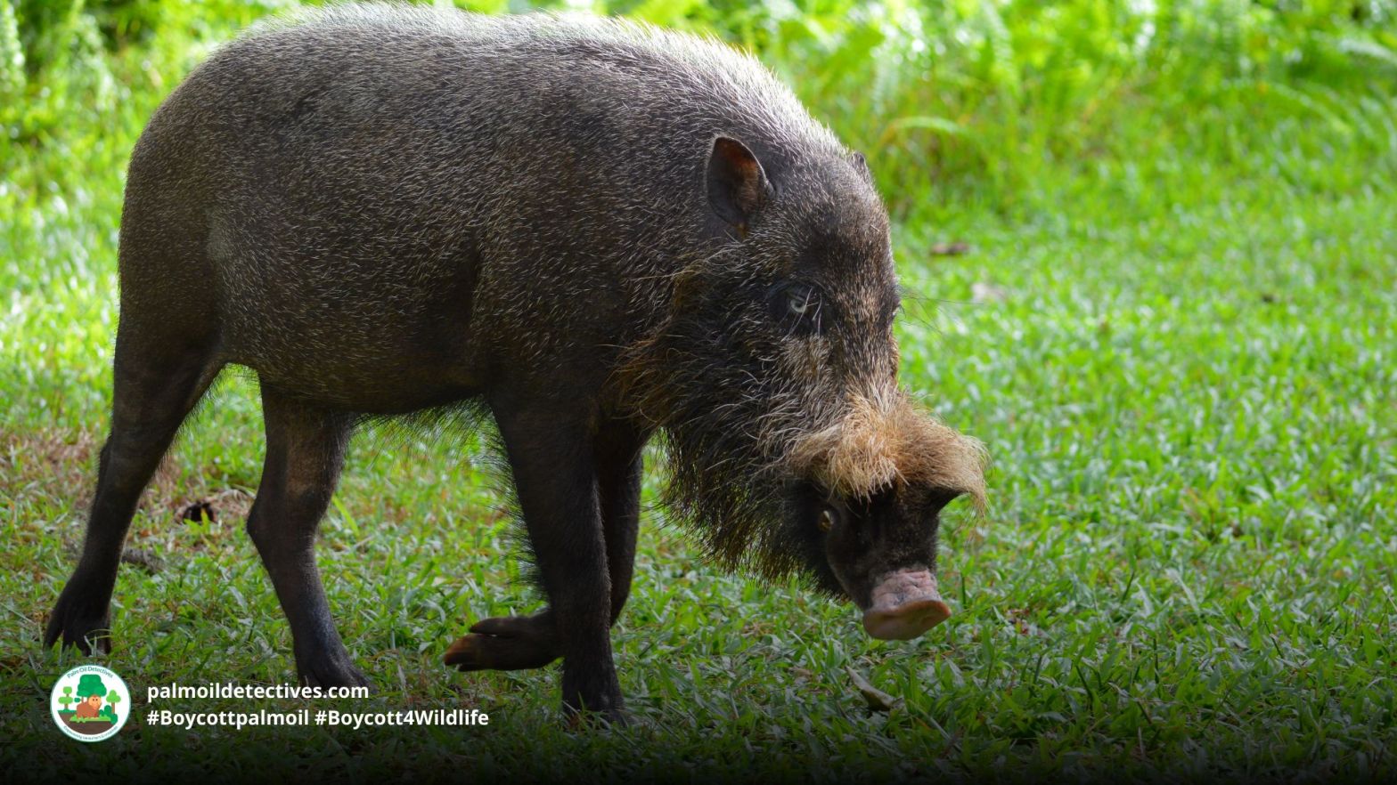 Borneo’s bearded pig, gardener of forests and protector of their ...