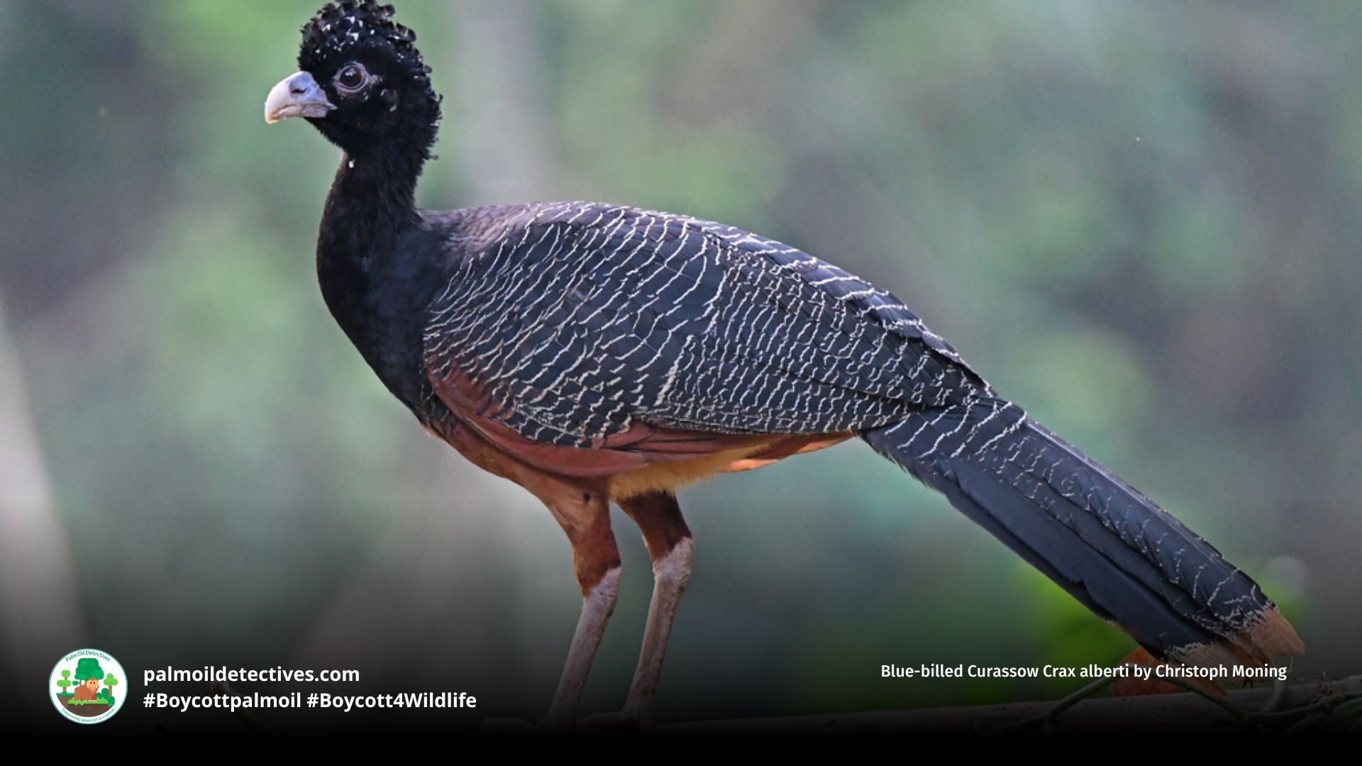 Blue-billed Curassow Crax alberti – Palm Oil Detectives