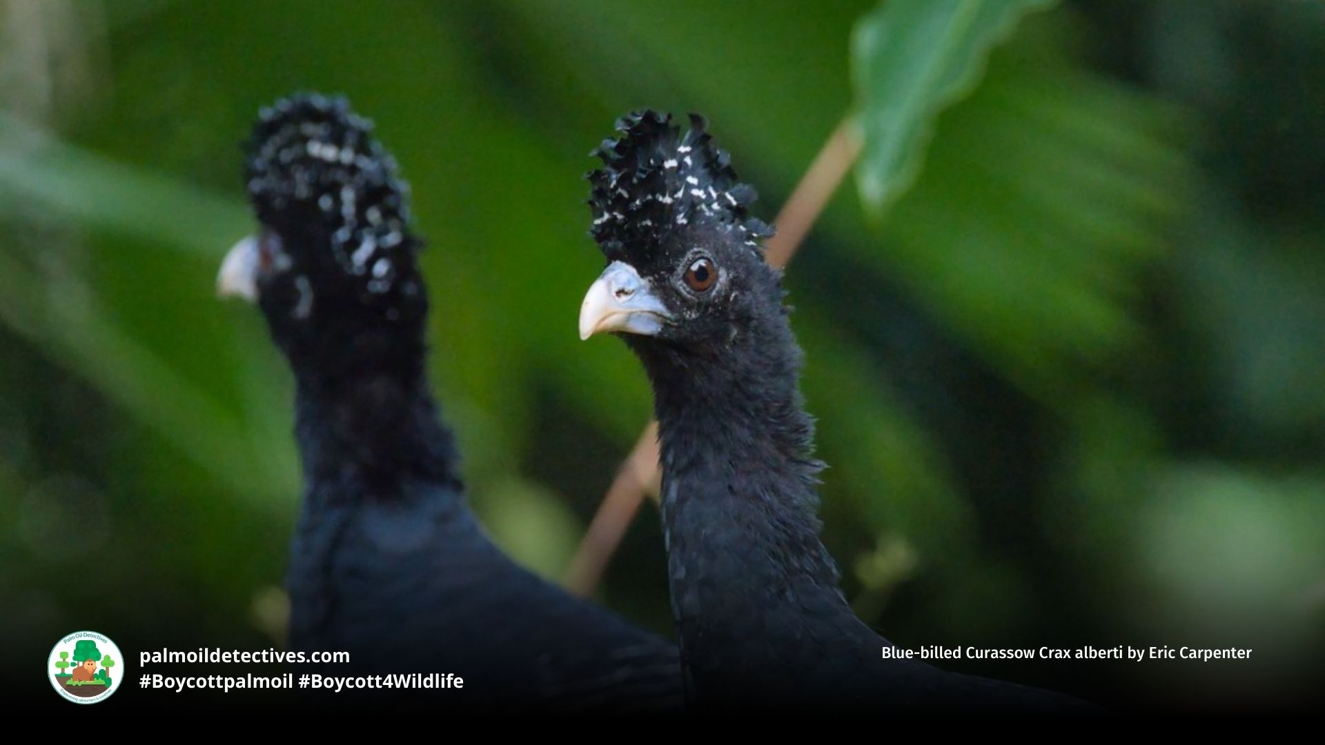 Blue-billed Curassow Crax alberti – Palm Oil Detectives