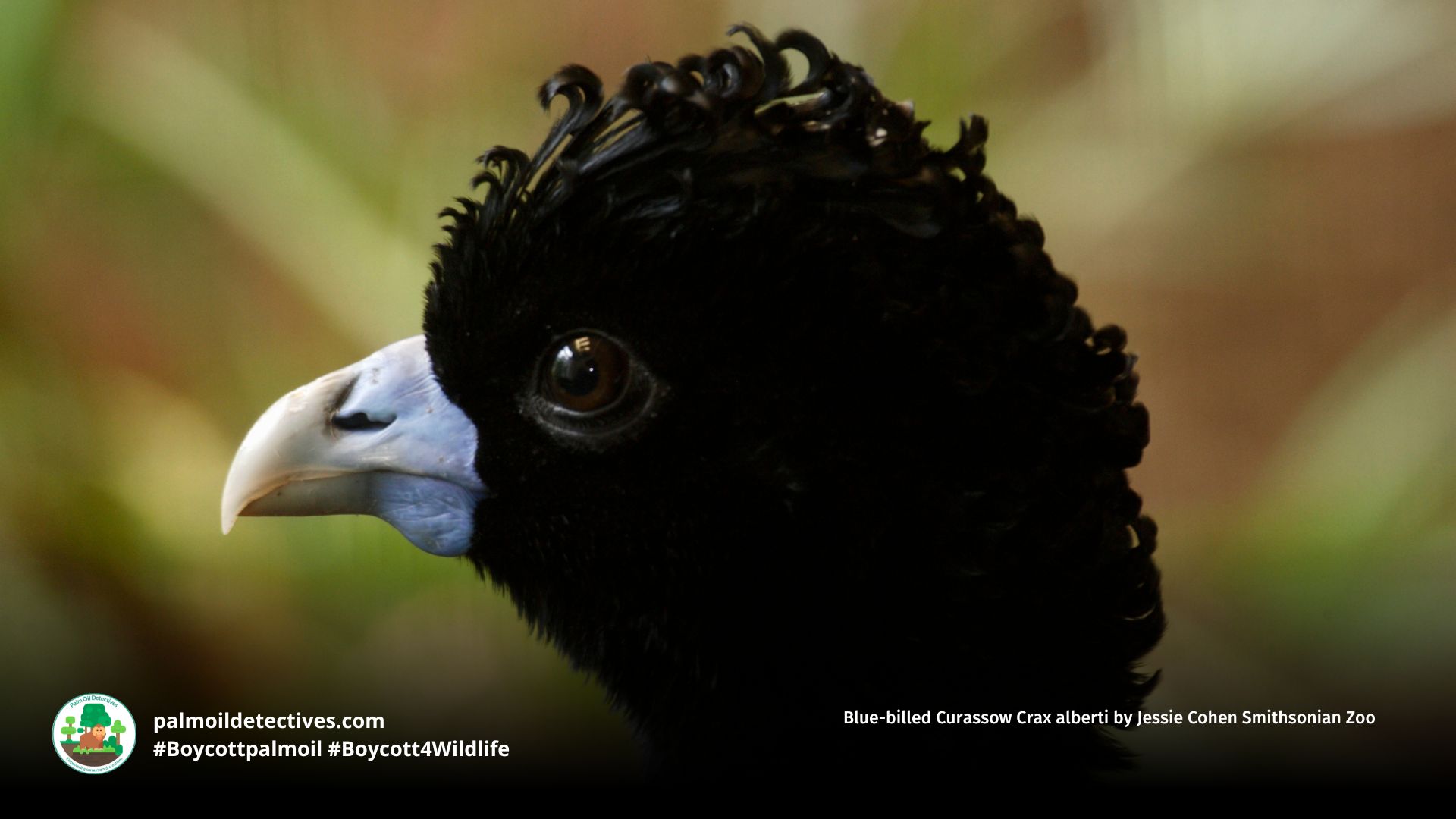 Blue-billed Curassow Crax alberti – Palm Oil Detectives