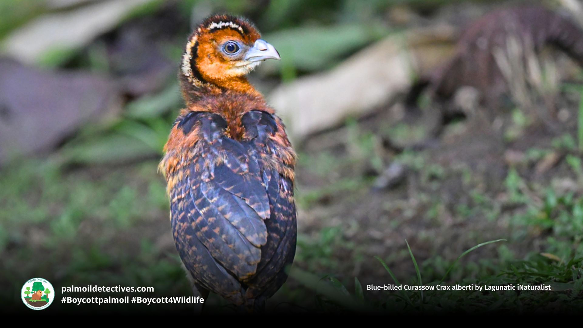 Blue-billed Curassow Crax alberti – Palm Oil Detectives