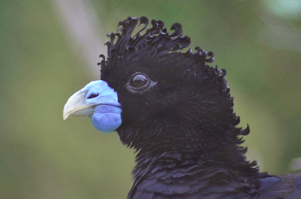 Blue-billed Curassow Crax alberti – Palm Oil Detectives