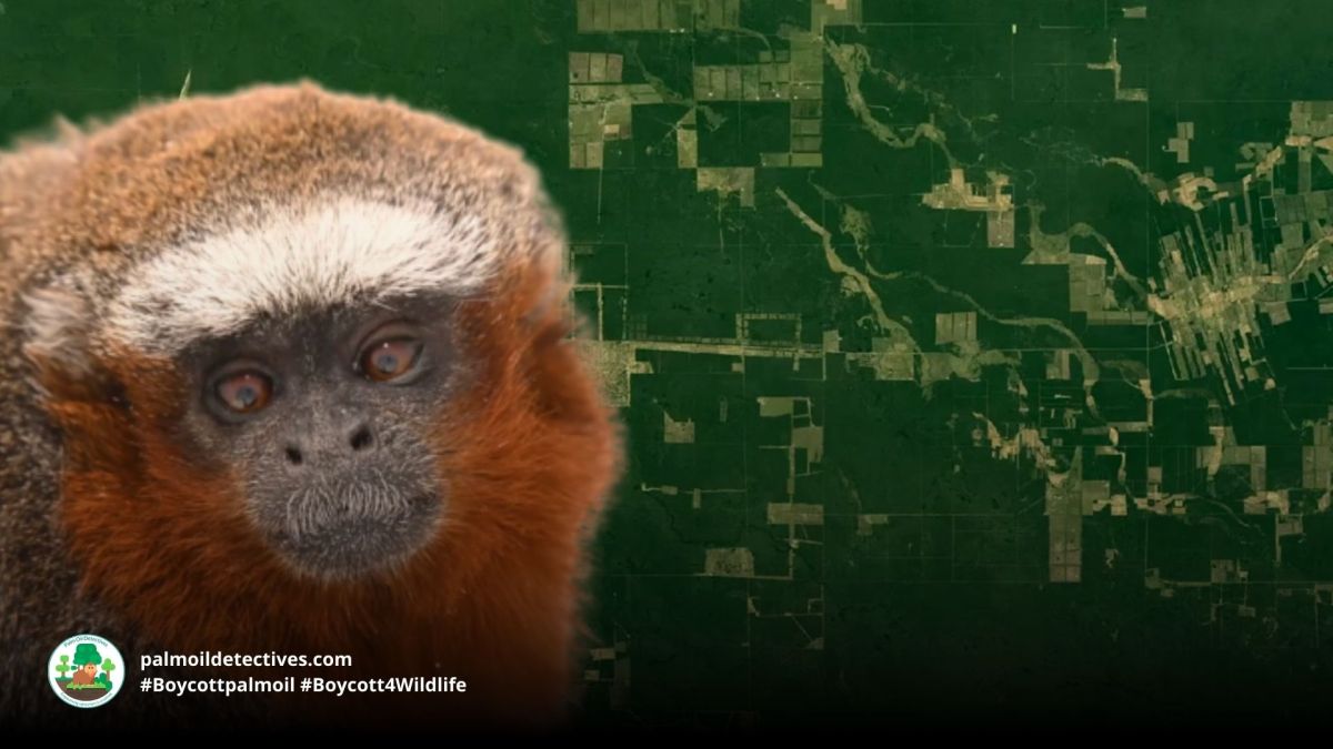 Caquetá Tití Monkey Plecturocebus caquetensis – Palm Oil Detectives