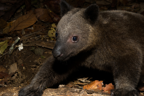 Doria’s Tree Kangaroo Dendrolagus dorianus – Palm Oil Detectives