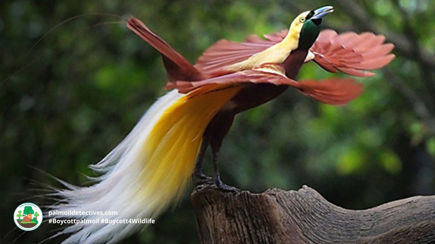 Goldie's Bird-of-paradise Paradisaea decora - Palm Oil Detectives