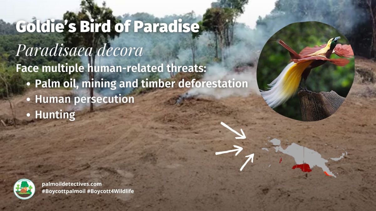 Goldie’s Bird-of-paradise Paradisaea decora – Palm Oil Detectives