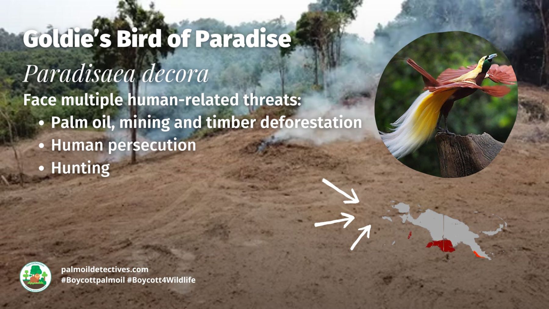 Goldie’s Bird-of-paradise Paradisaea decora – Palm Oil Detectives