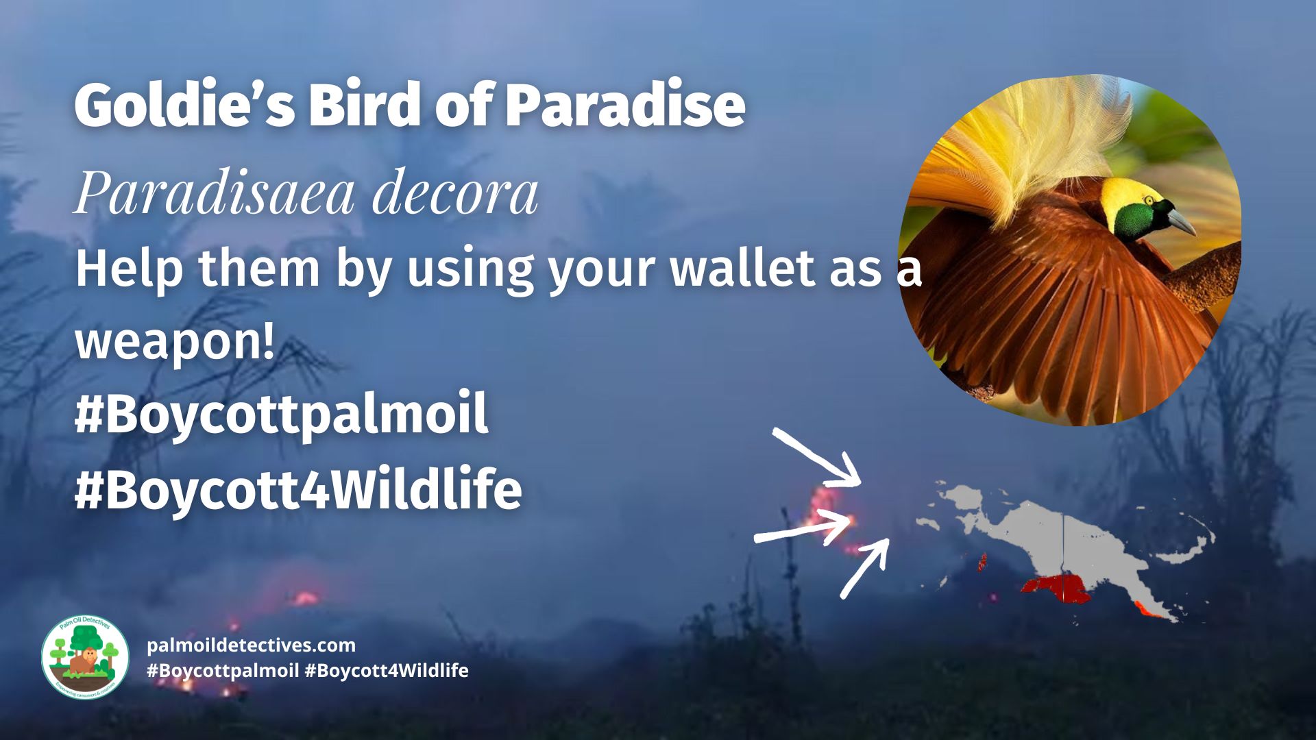 Goldie’s Bird-of-paradise Paradisaea decora – Palm Oil Detectives