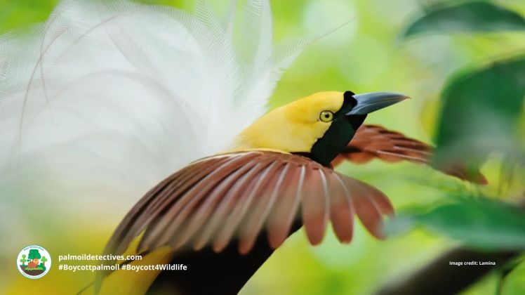 Goldie’s Bird-of-paradise Paradisaea decora – Palm Oil Detectives