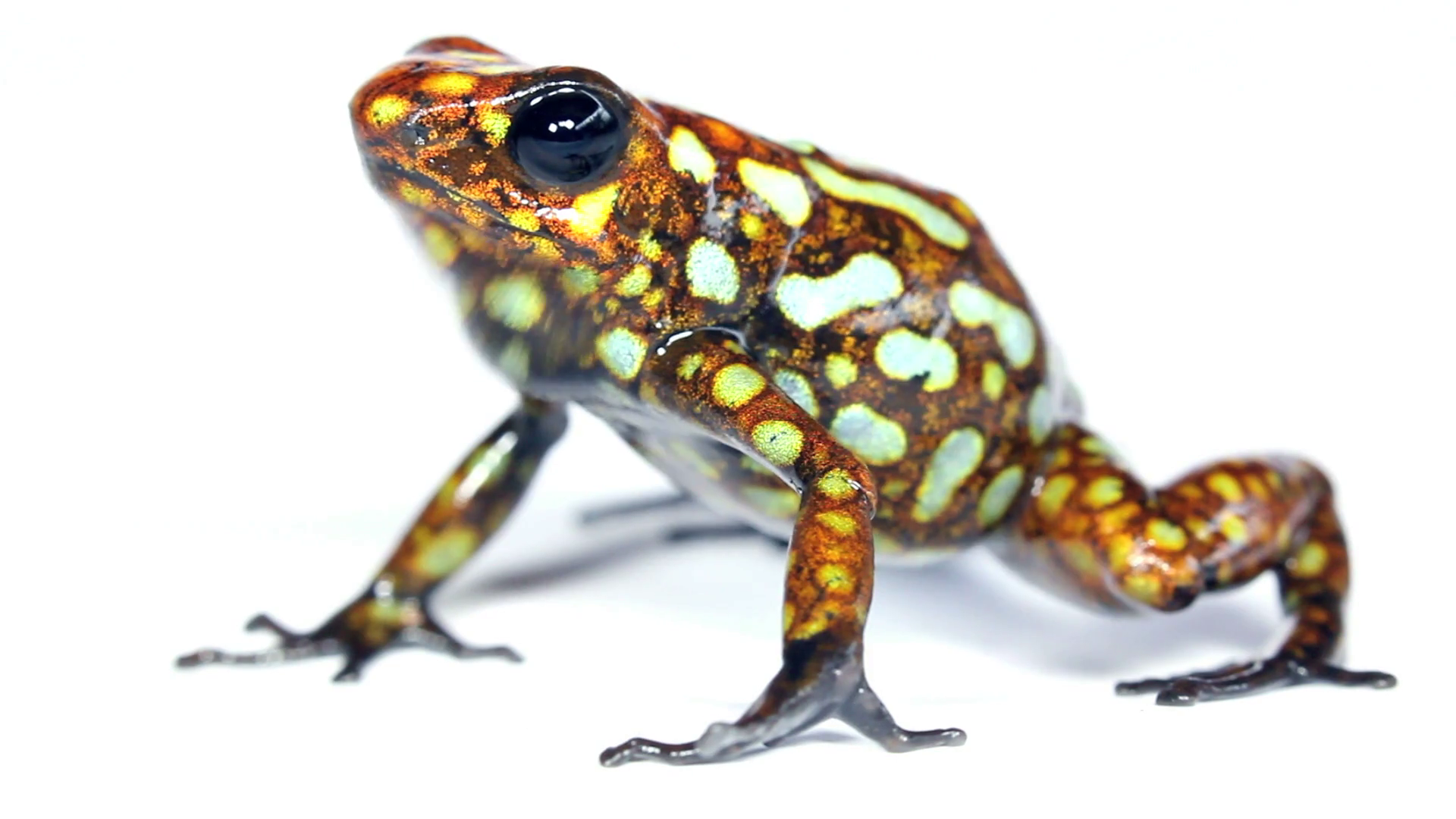 Harlequin Poison Frog Oophaga histrionica – Palm Oil Detectives
