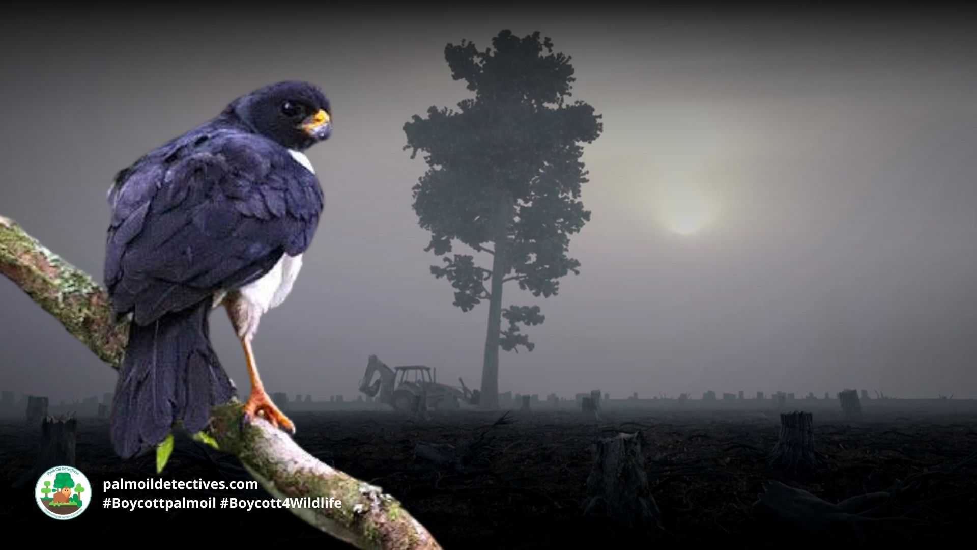 Imitator Goshawk Accipiter imitator – Palm Oil Detectives