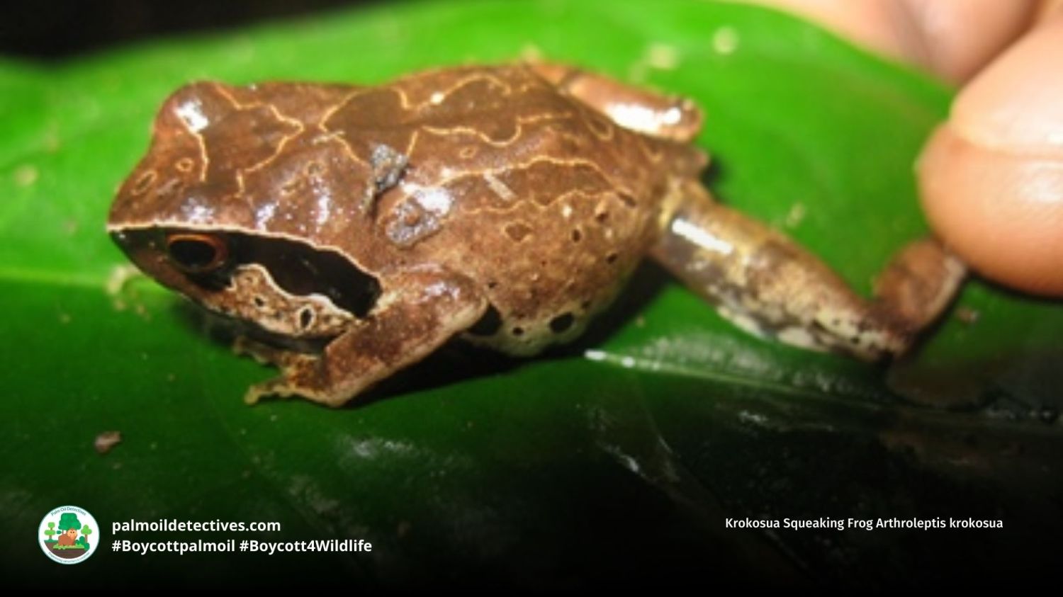 Krokosua Squeaking Frog Arthroleptis krokosua – Palm Oil Detectives