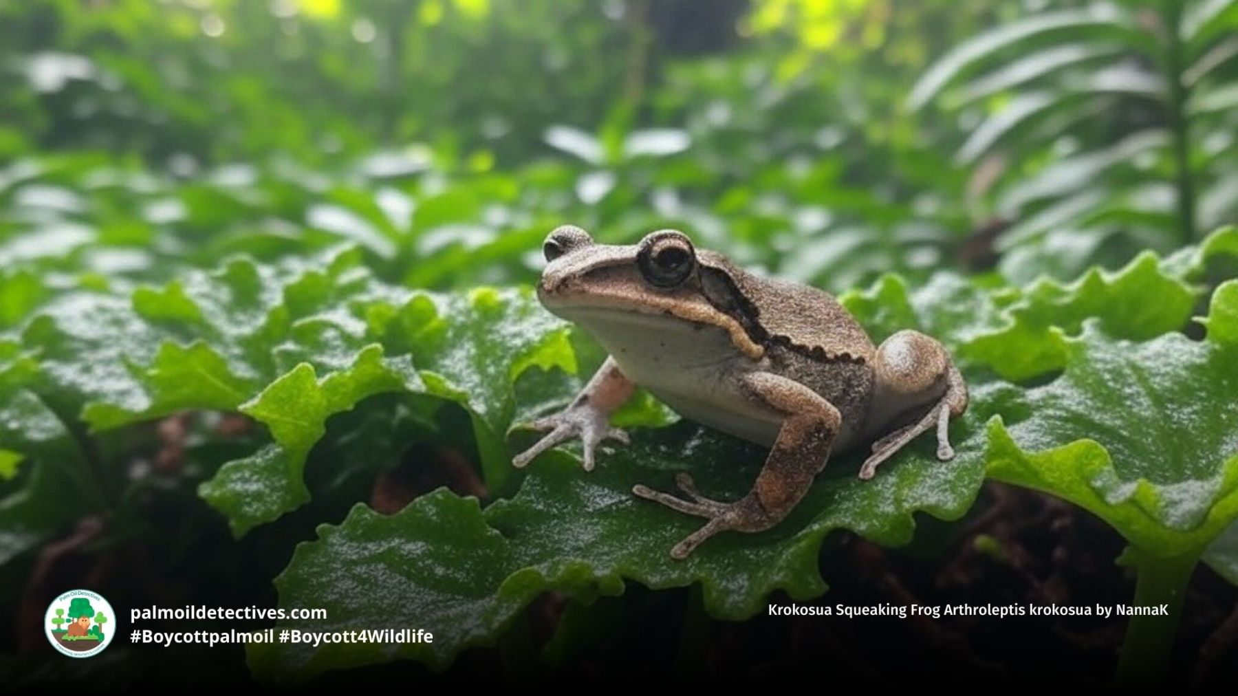 Krokosua Squeaking Frog Arthroleptis krokosua – Palm Oil Detectives