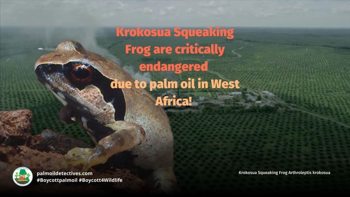 Krokosua Squeaking Frog Arthroleptis krokosua – Palm Oil Detectives