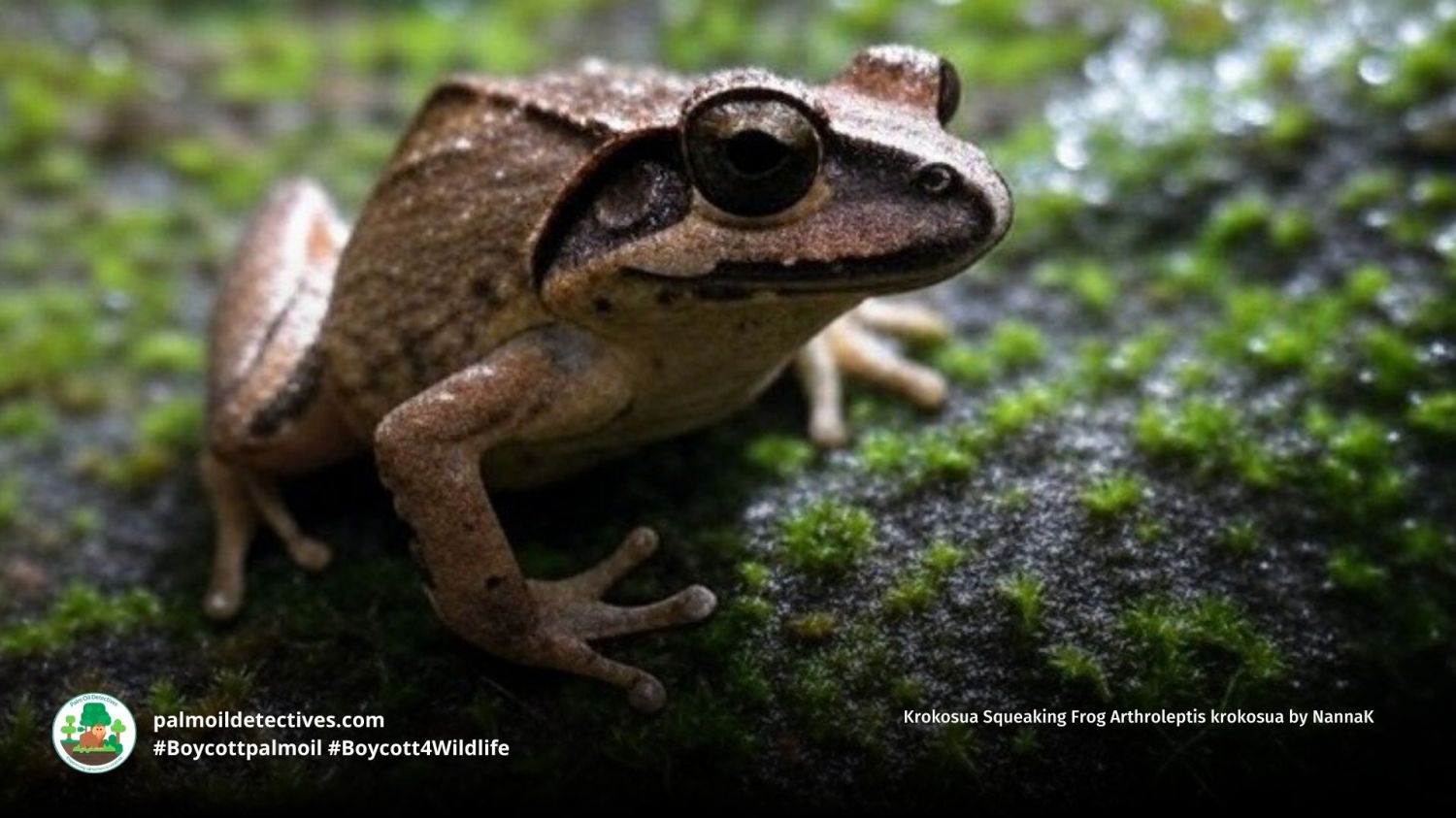 Krokosua Squeaking Frog Arthroleptis krokosua – Palm Oil Detectives