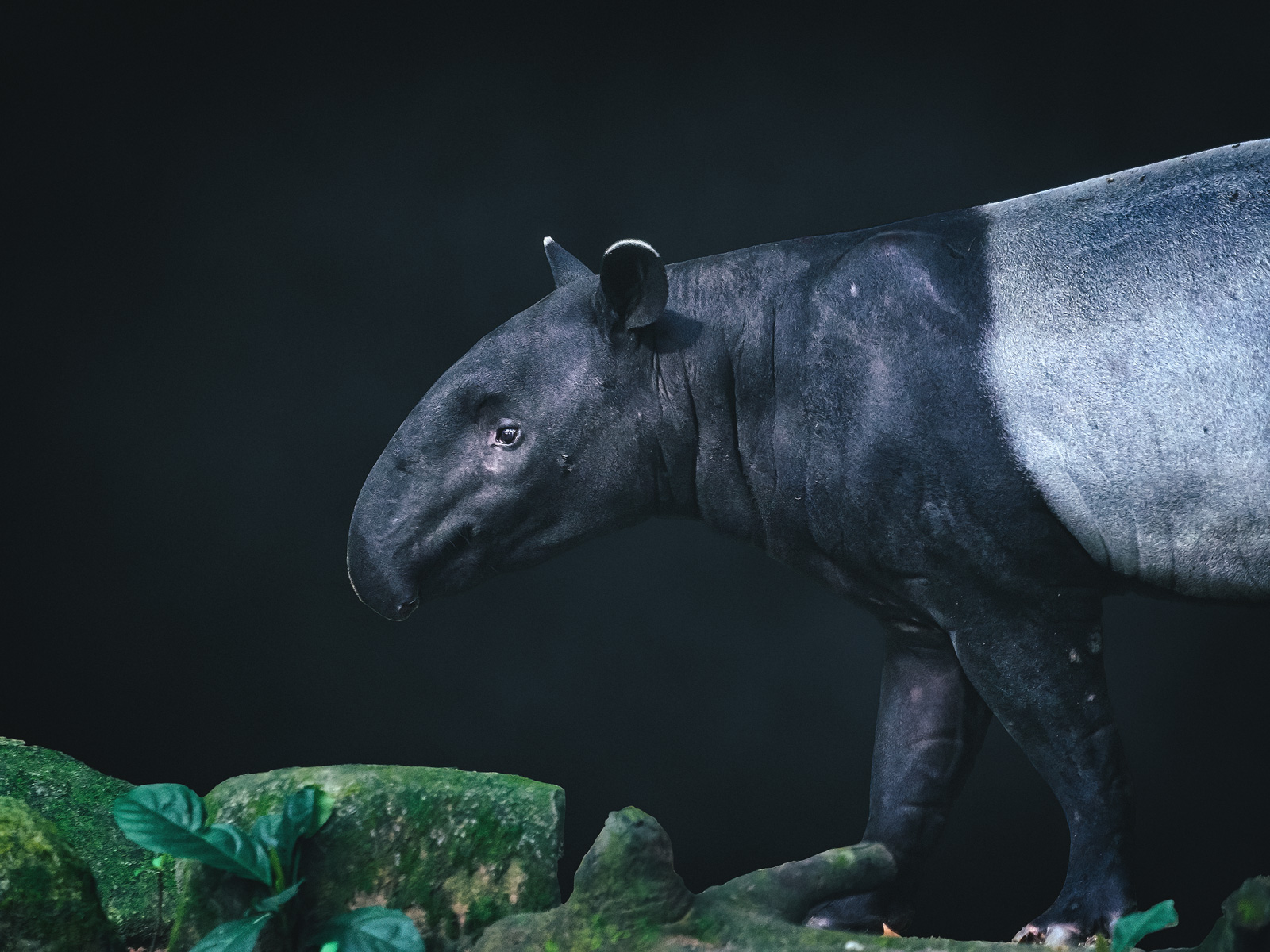 Malayan Tapir Tapirus indicus – Palm Oil Detectives