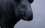 Malayan Tapir Tapirus indicus – Palm Oil Detectives
