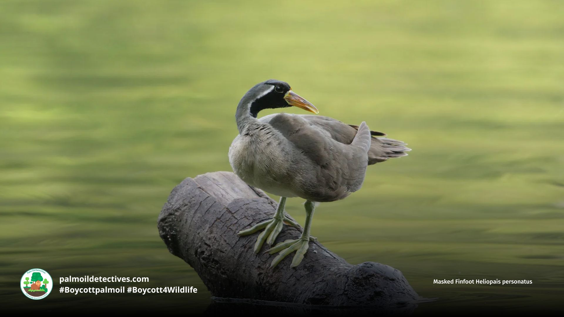 Masked Finfoot Heliopais personatus – Palm Oil Detectives
