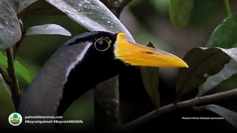 Masked Finfoot Heliopais personatus – Palm Oil Detectives