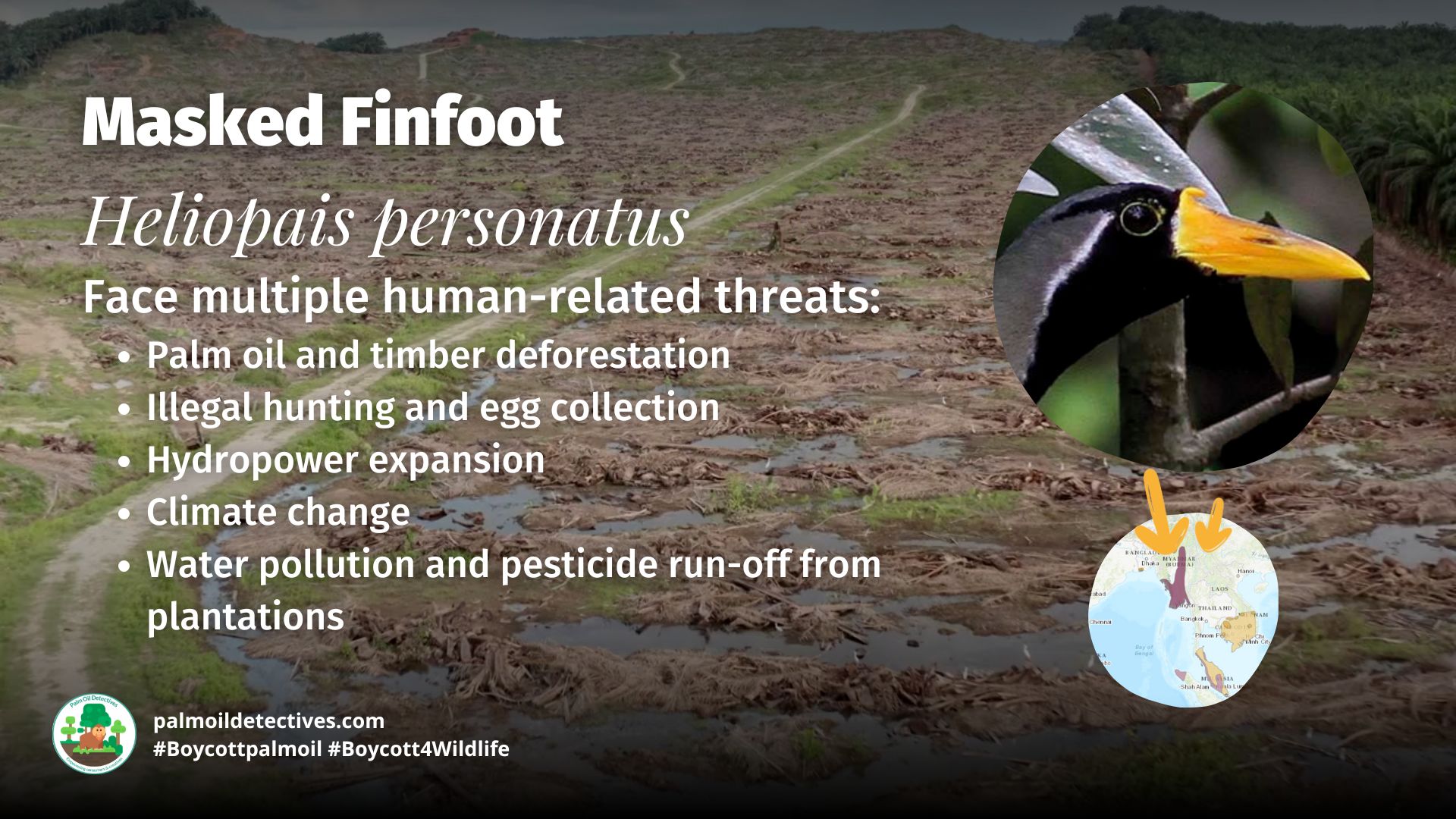 Masked Finfoot Heliopais personatus – Palm Oil Detectives