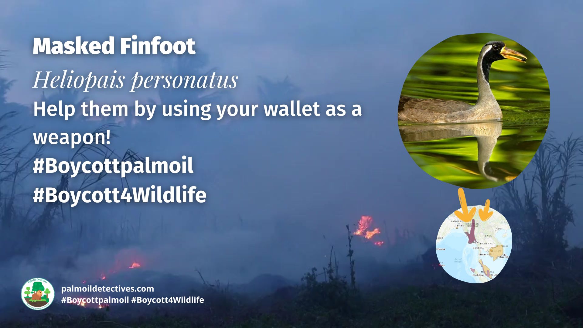 Masked Finfoot Heliopais personatus – Palm Oil Detectives