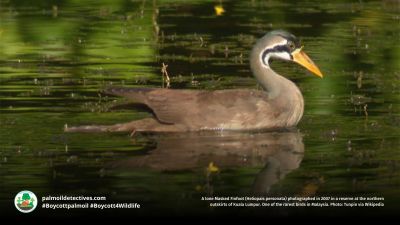 Masked Finfoot Heliopais personatus – Palm Oil Detectives