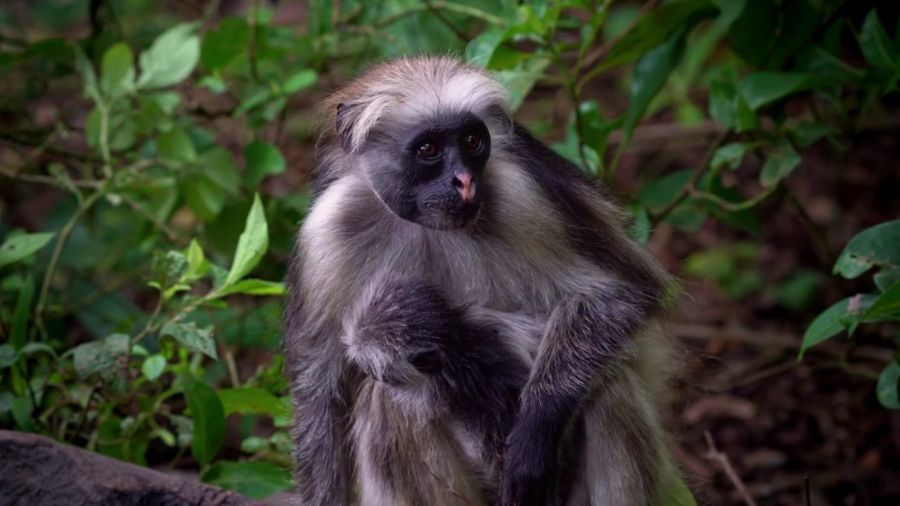 Miss Waldron’s Red Colobus Piliocolobus waldroni – Palm Oil Detectives