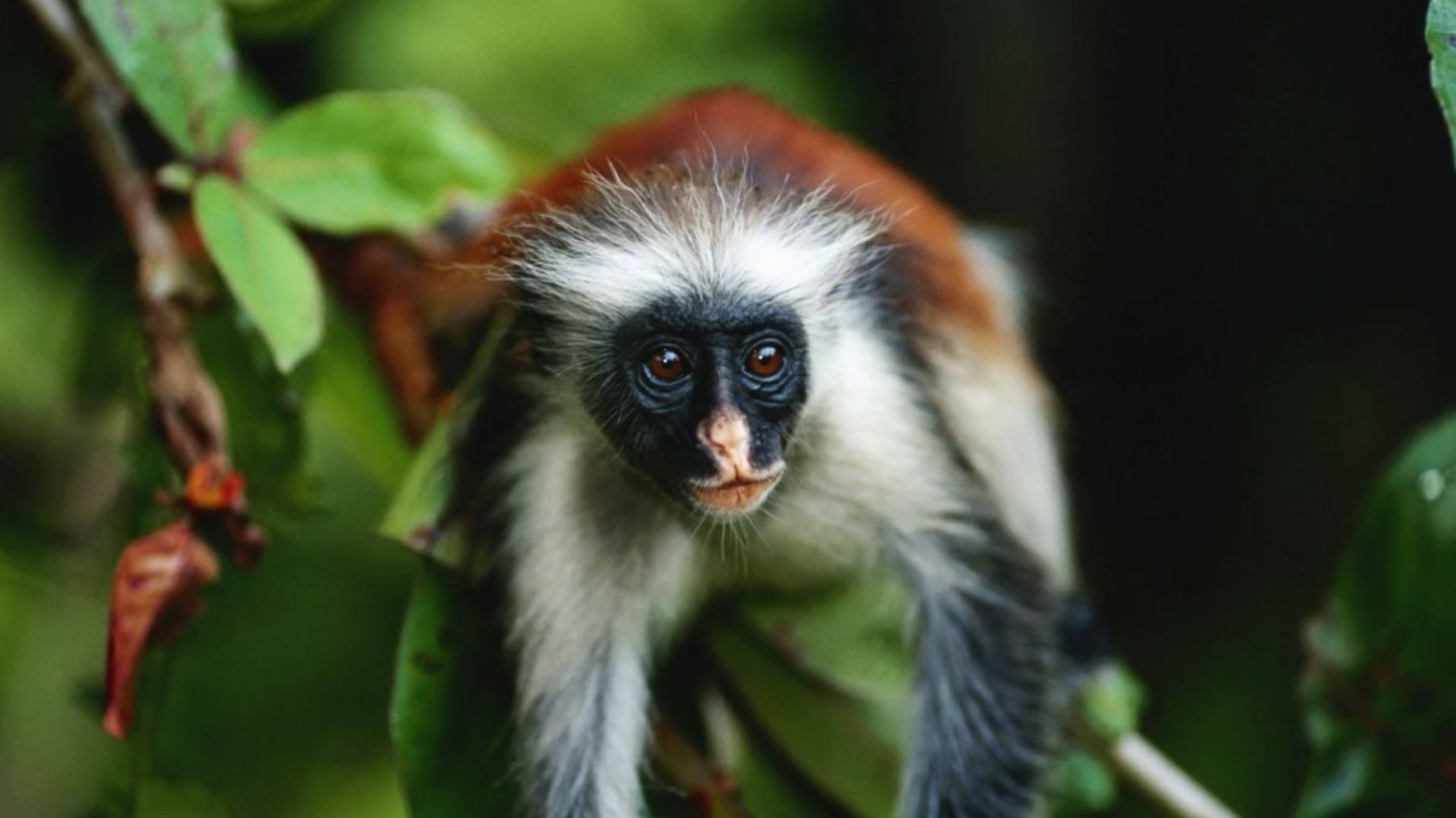 Miss Waldron’s Red Colobus Piliocolobus waldroni – Palm Oil Detectives