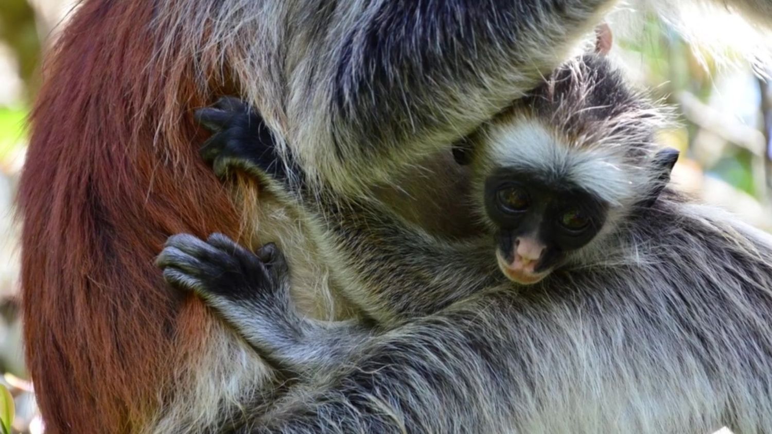 Miss Waldron’s Red Colobus Piliocolobus waldroni – Palm Oil Detectives