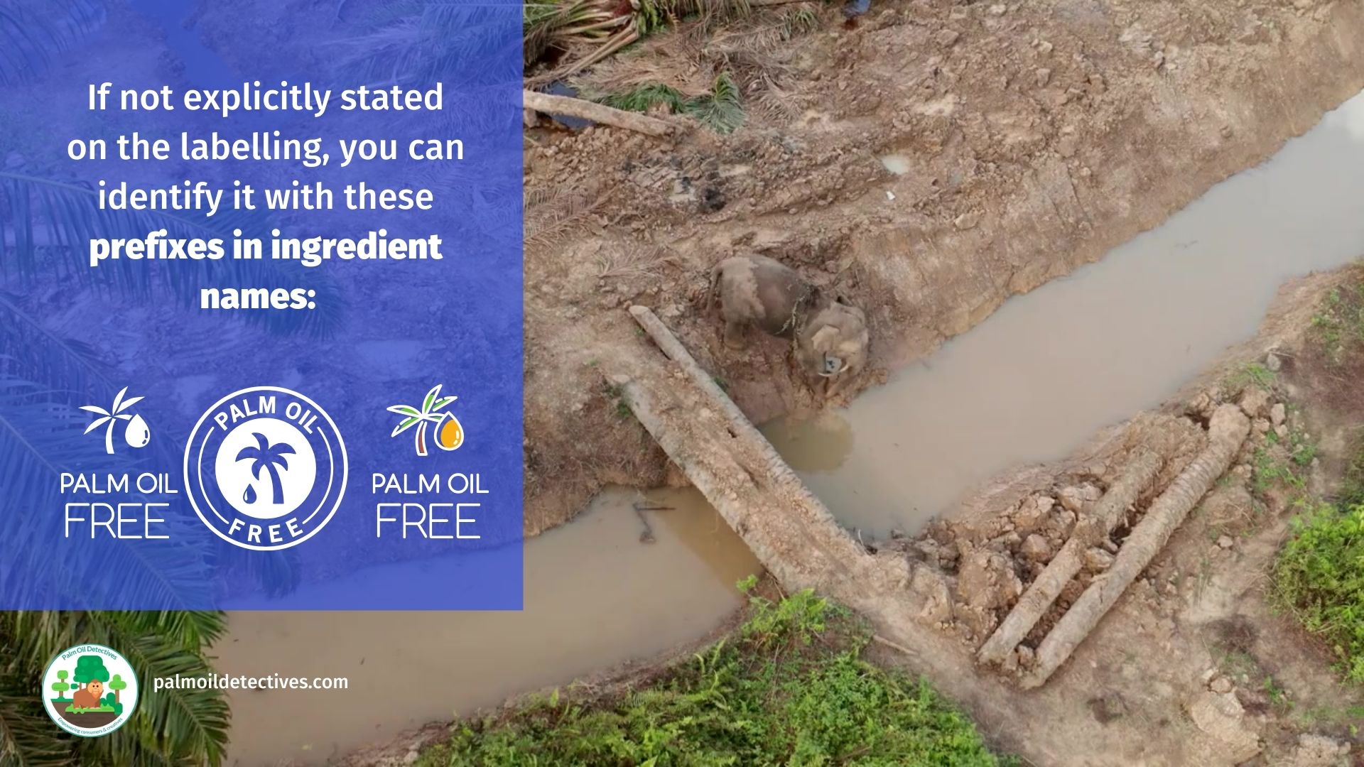 Palm Oil Free Cleaning Products – Palm Oil Detectives