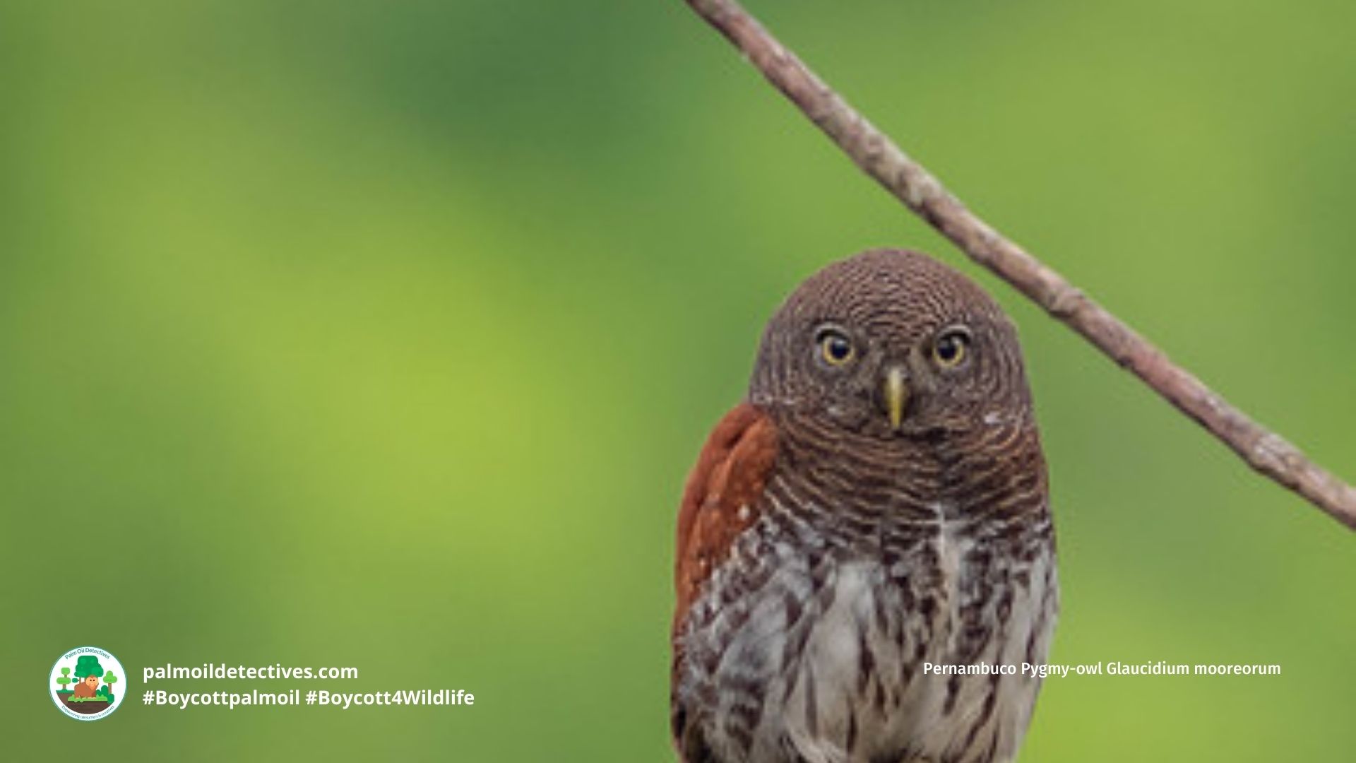 Pernambuco Pygmy-owl Glaucidium mooreorum – Palm Oil Detectives