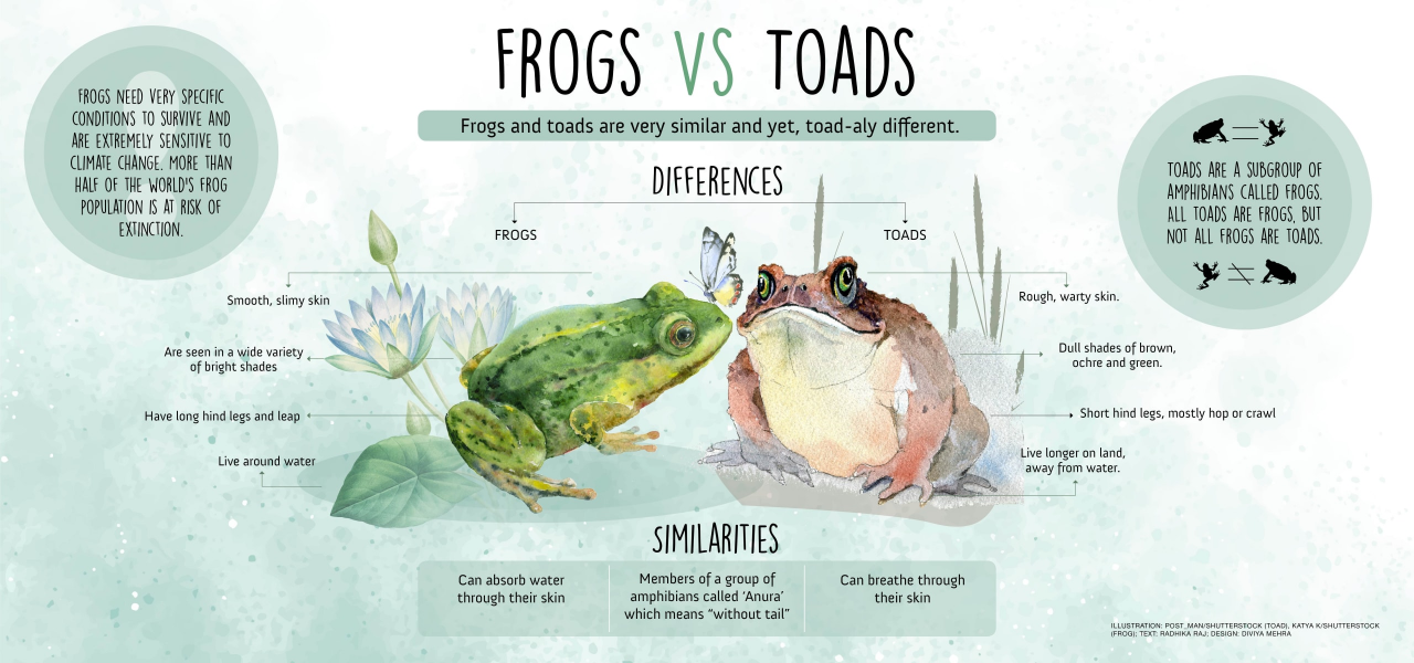 Krokosua Squeaking Frog Arthroleptis krokosua – Palm Oil Detectives