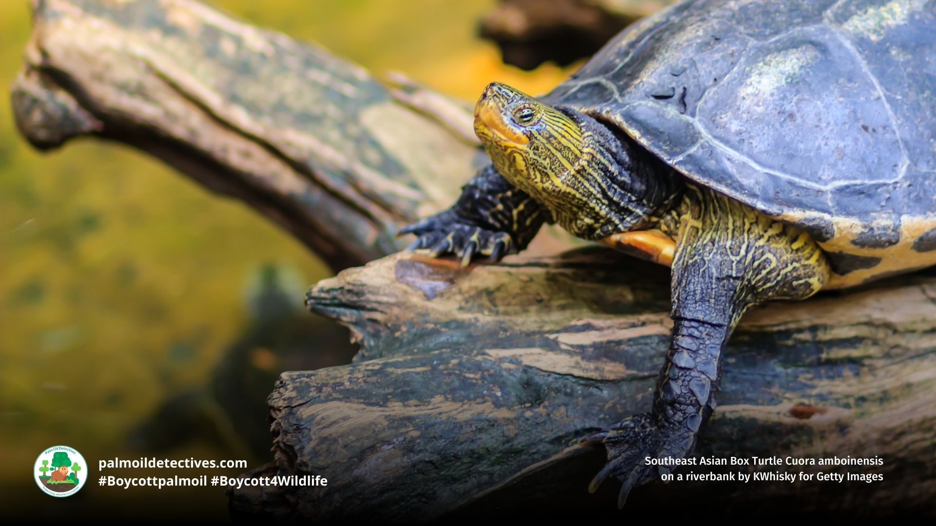 Southeast Asian Box Turtle Cuora amboinensis – Palm Oil Detectives