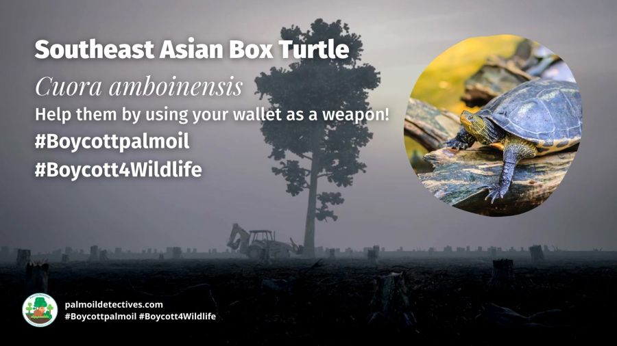 Southeast Asian Box Turtle Cuora amboinensis – Palm Oil Detectives
