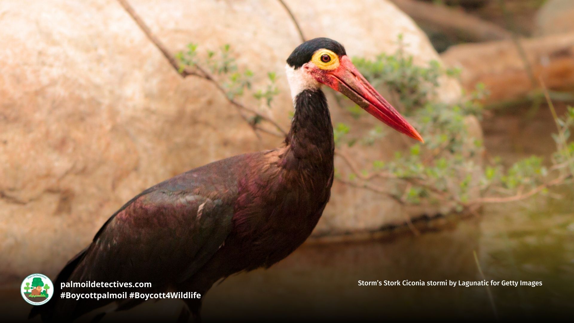 Storm’s Stork Ciconia stormi – Palm Oil Detectives